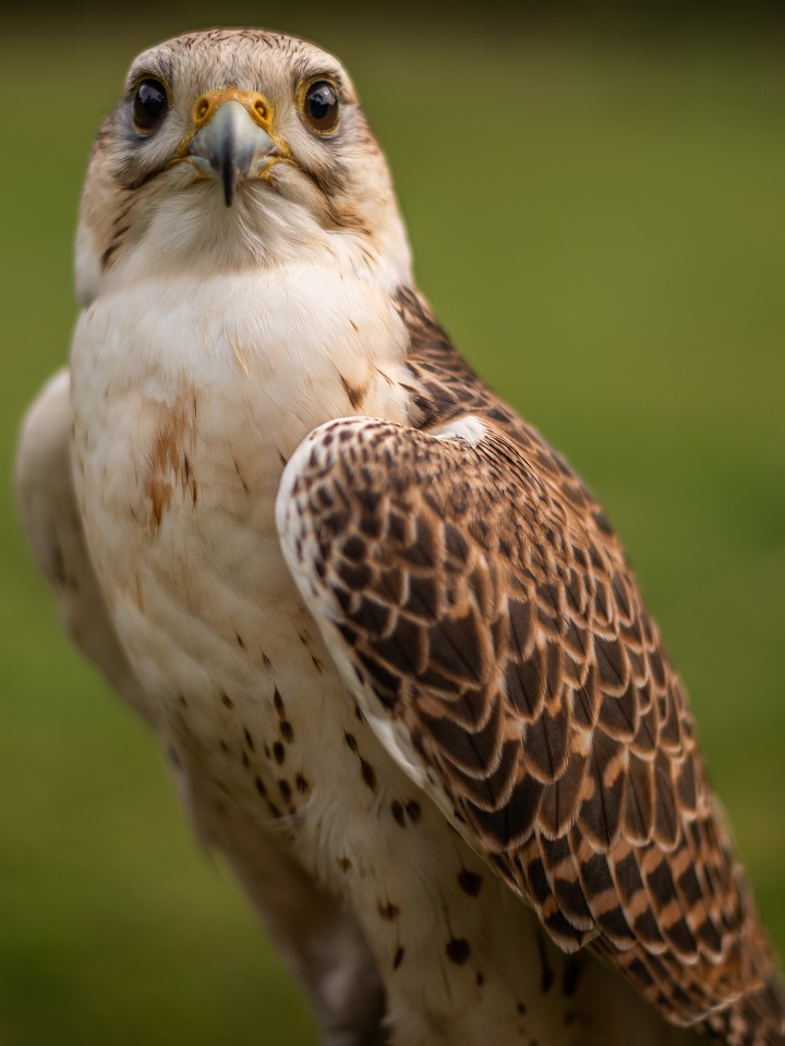 Falknerei Hanau - Unsere Stars